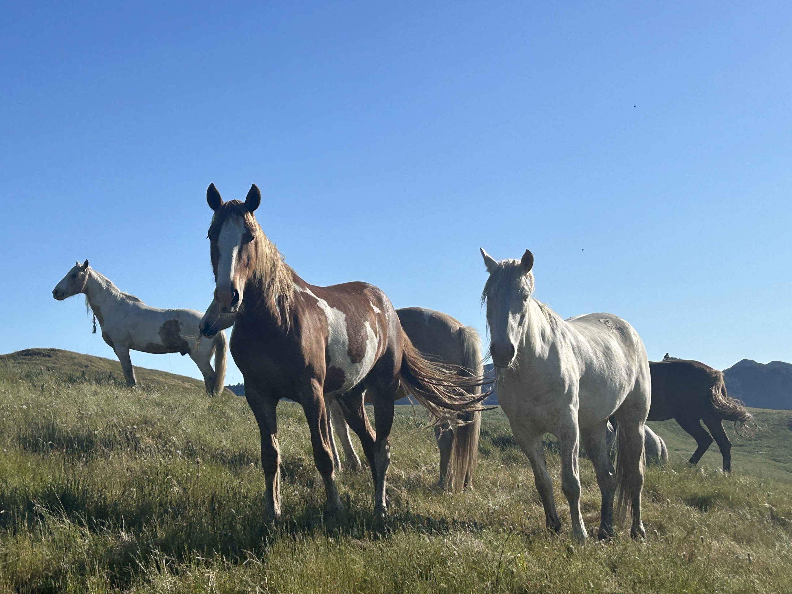 The 'What' and the 'How' - the Convergence of Two Impactful Leadership ...